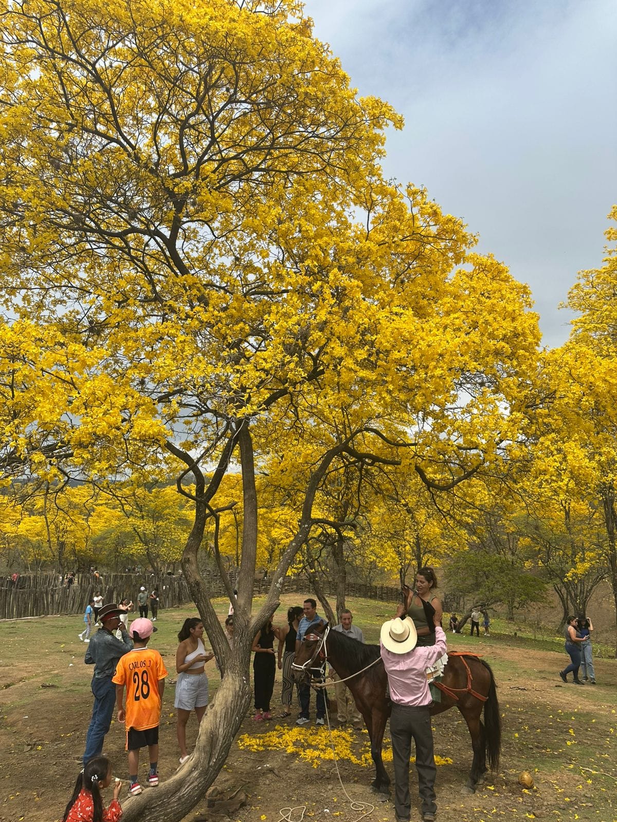 Florecimiento de los guayacanes con gran éxito este 2025
